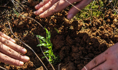 Pela defesa da Floresta Autóctone 200 espécies foram plantadas na Mata ...